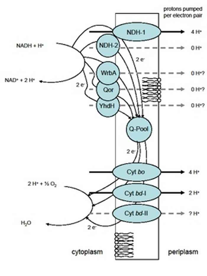 Research lines Molecular Microbial Physiology - SILS - University of ...