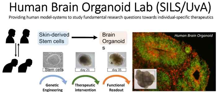 Human Brain Organoid Lab - Evolutionary Neurogenomics - SILS - University of Amsterdam