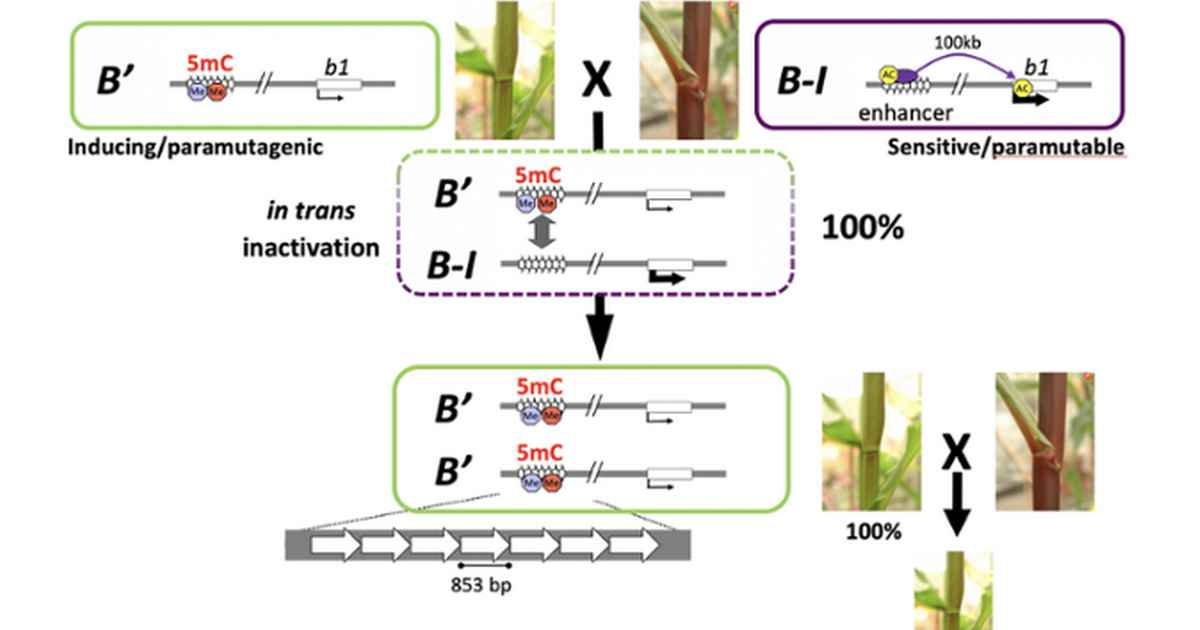 Epigenetic Regulation in Plants - SILS - University of Amsterdam