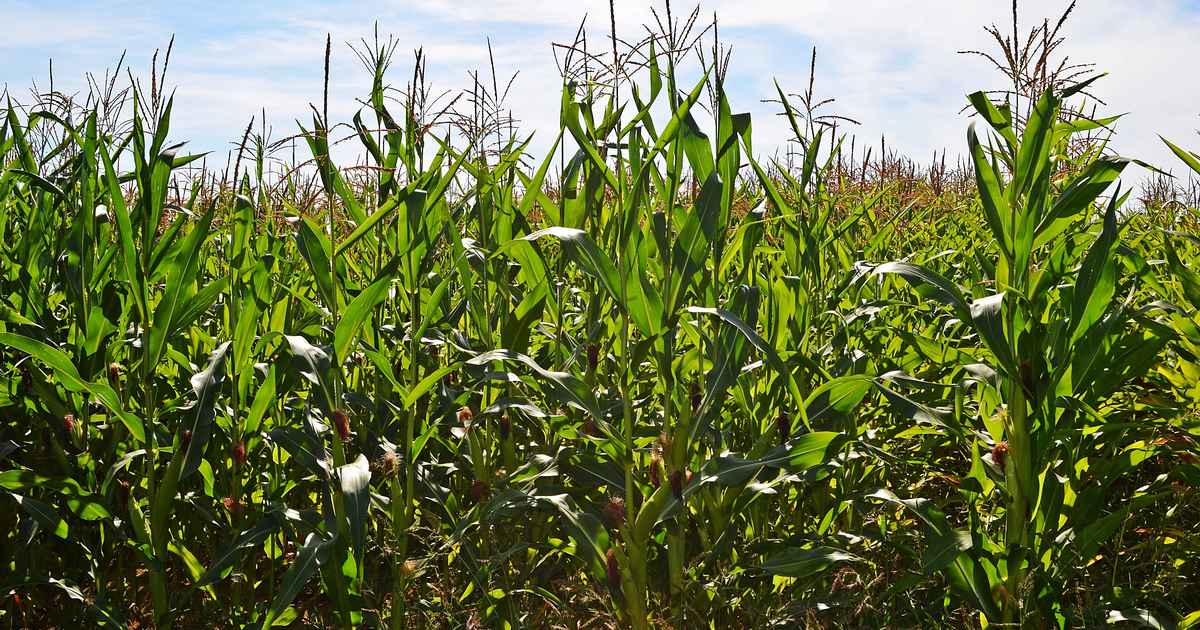 ERC Proof of Concept grant to control witchweed infection in maize ...
