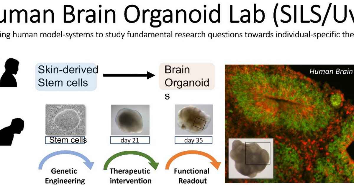 Human Brain Organoid Lab - Evolutionary Neurogenomics - SILS ...