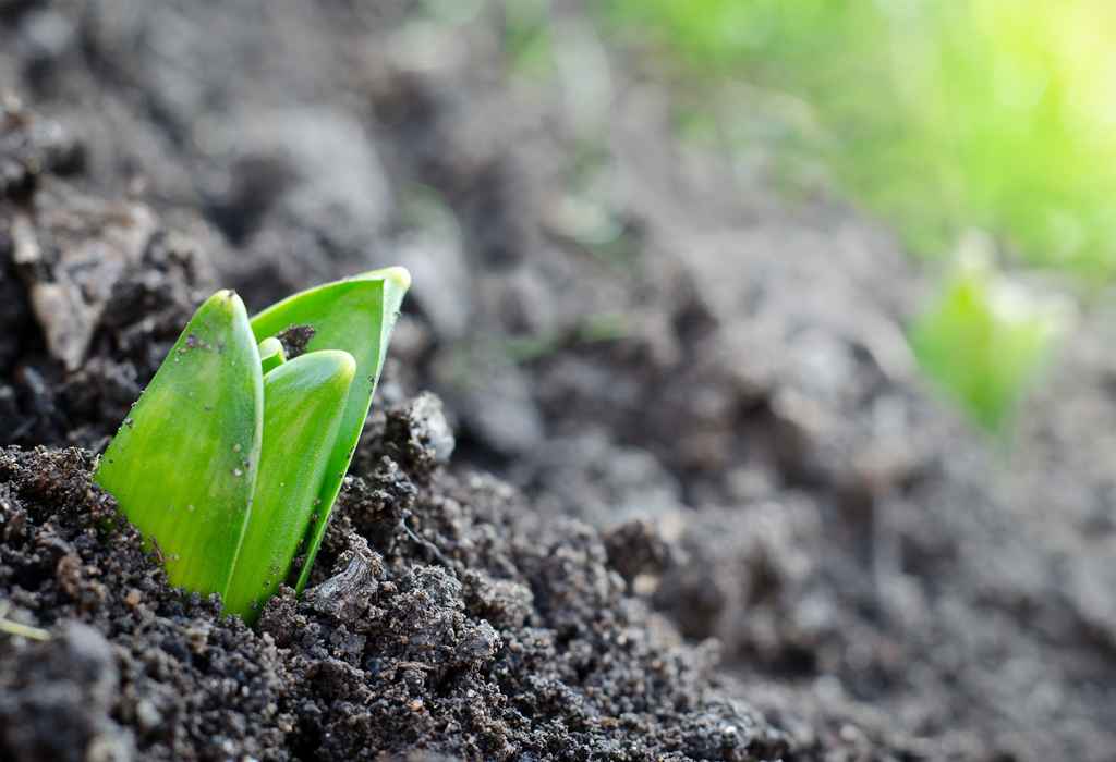 Green Life Sciences - SILS - University of Amsterdam