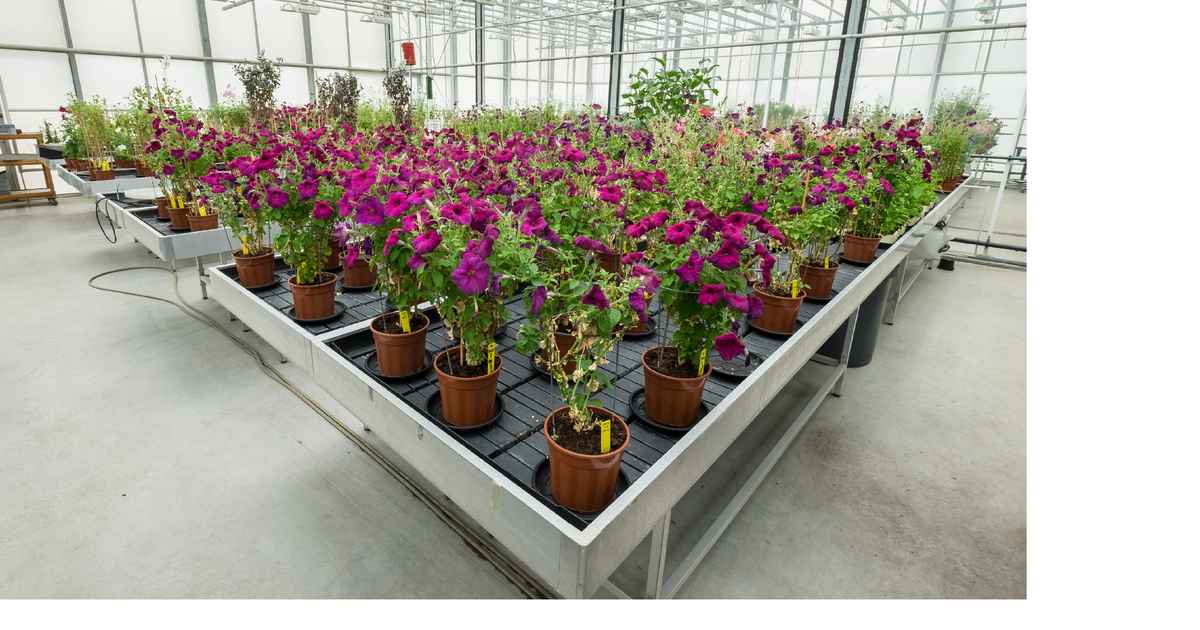 People at Plant Development & Genetics - Plant Development & Genetics ...