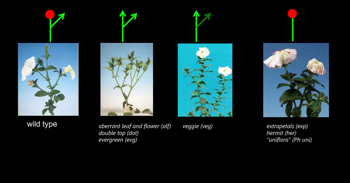 Genes regulating the architecture of plant inflorescence - Plant ...