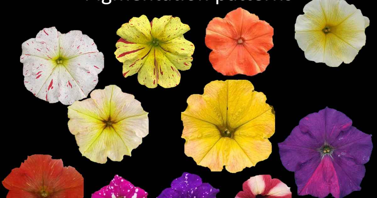 Generation of pigmentation patterns - Plant Development & Genetics ...