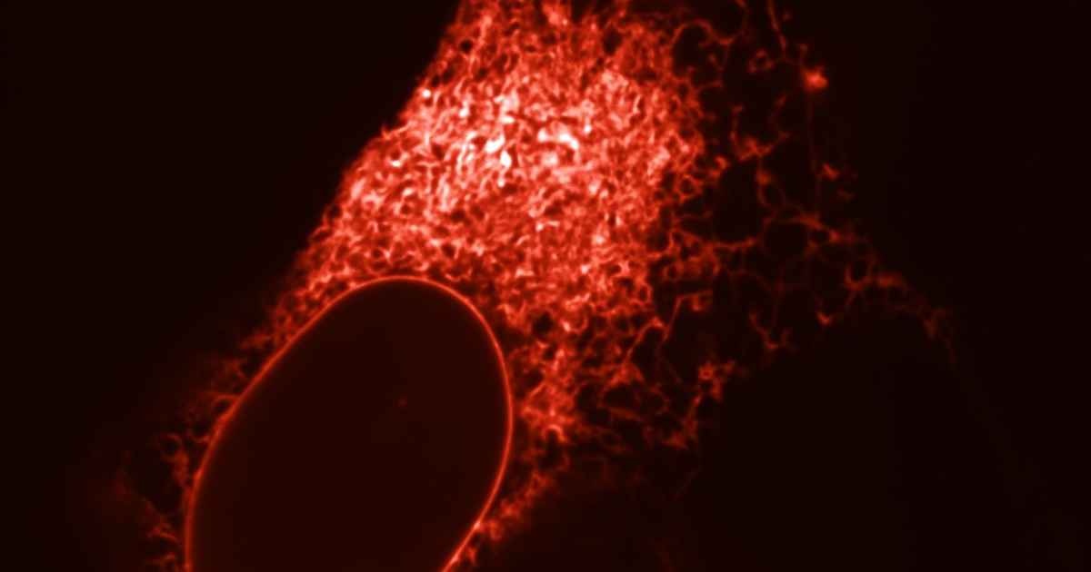 Method published for the generation of bright red fluorescent proteins ...