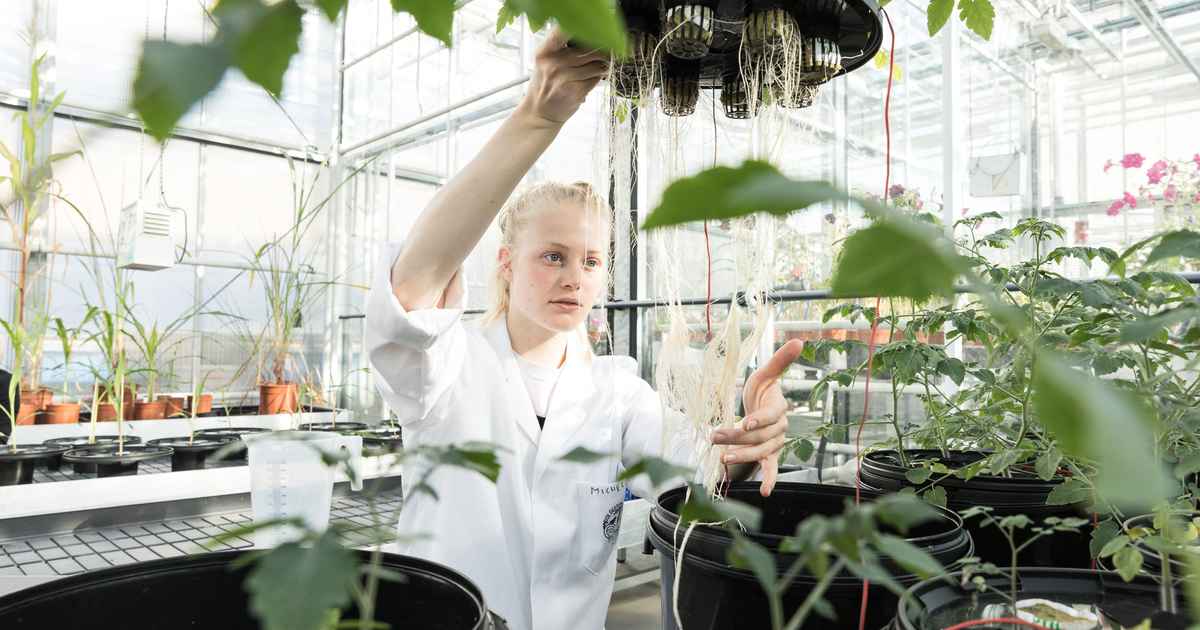 Key Research Areas - Plant Hormone Biology - SILS - University of Amsterdam